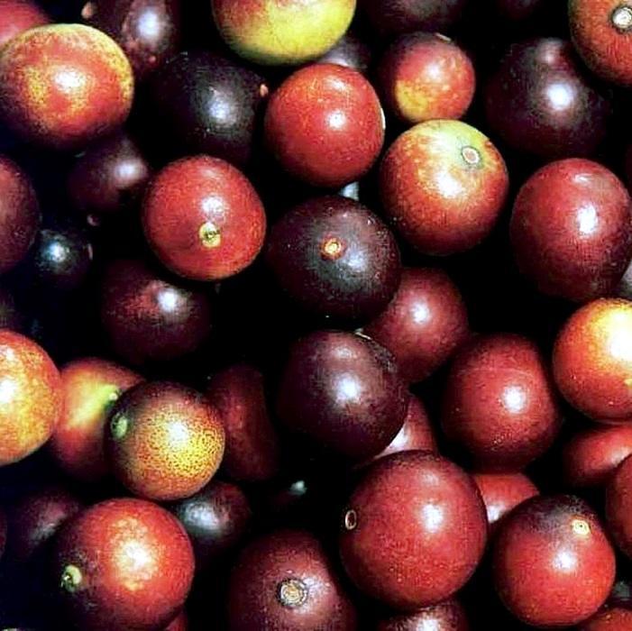 Camu Camu Fruit Extract (Myrciaria dubia) Pure Powder & Capsules