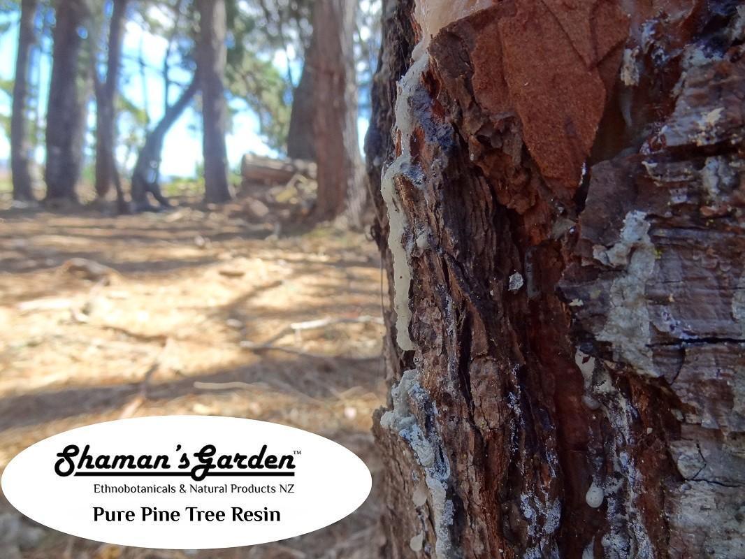 Pine Resin - High Quality Tree Resin Pieces - Pure Pine Tree Resin