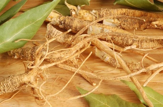 Suma Root / Brazilian Ginseng - Shaman's Garden