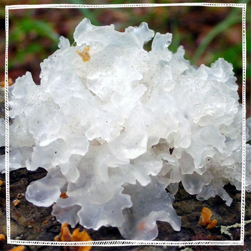 Tremella Mushroom Organic Powder (50g -25kg) & Capsules